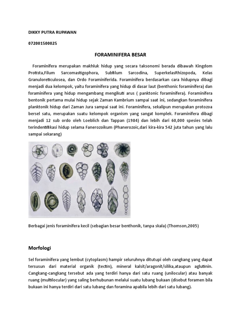 Foraminifera Besar | PDF