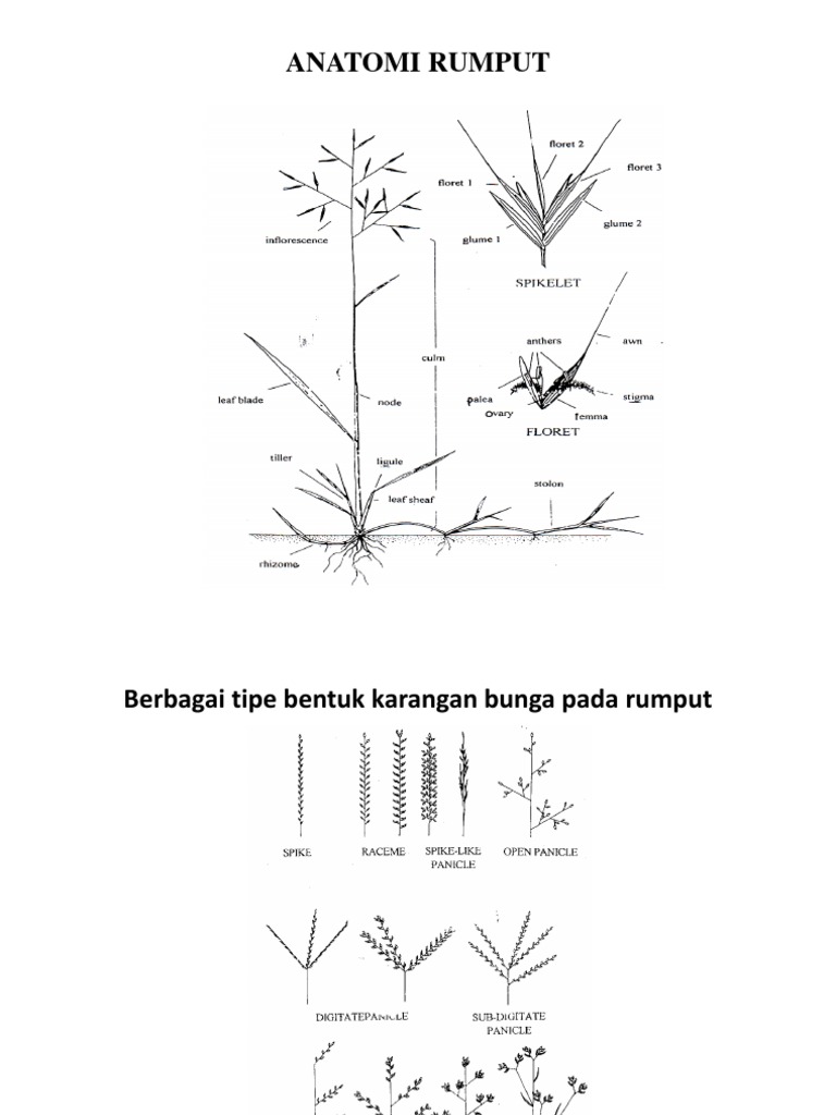 Anatomi Rumput | PDF