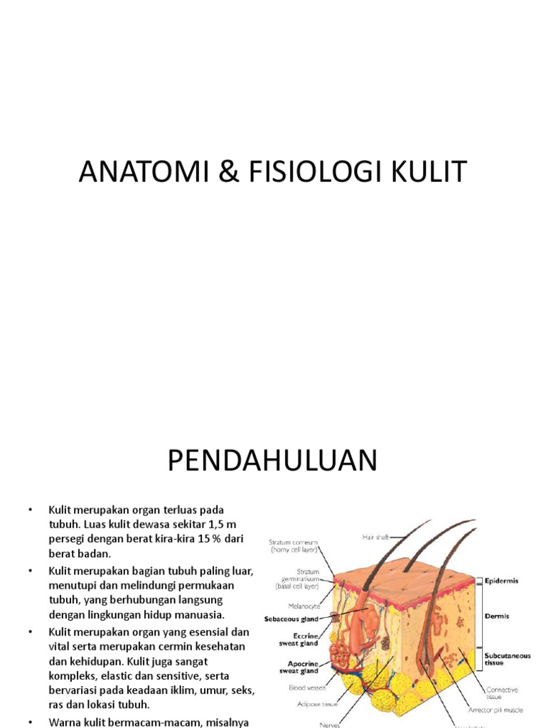 Anatomi & Fisiologi Kulit | PDF | Griya & Taman | Kesehatan Holistik