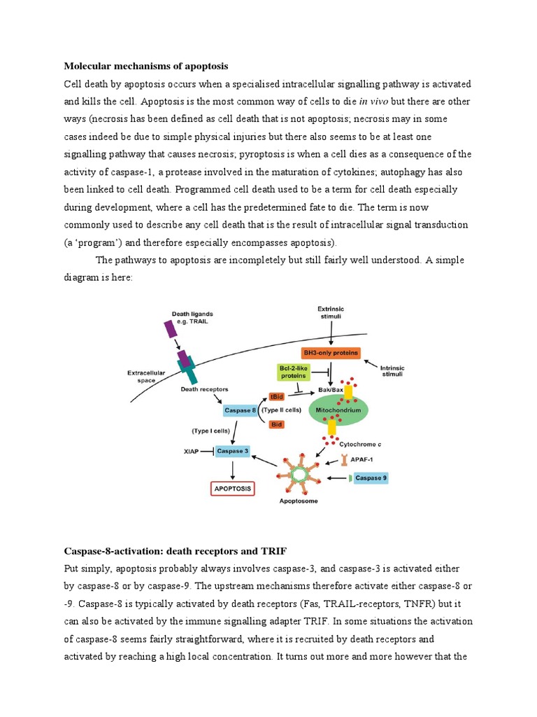 Molecular Mechanisms of Apoptosis | PDF | Apoptosis | Cell Signaling