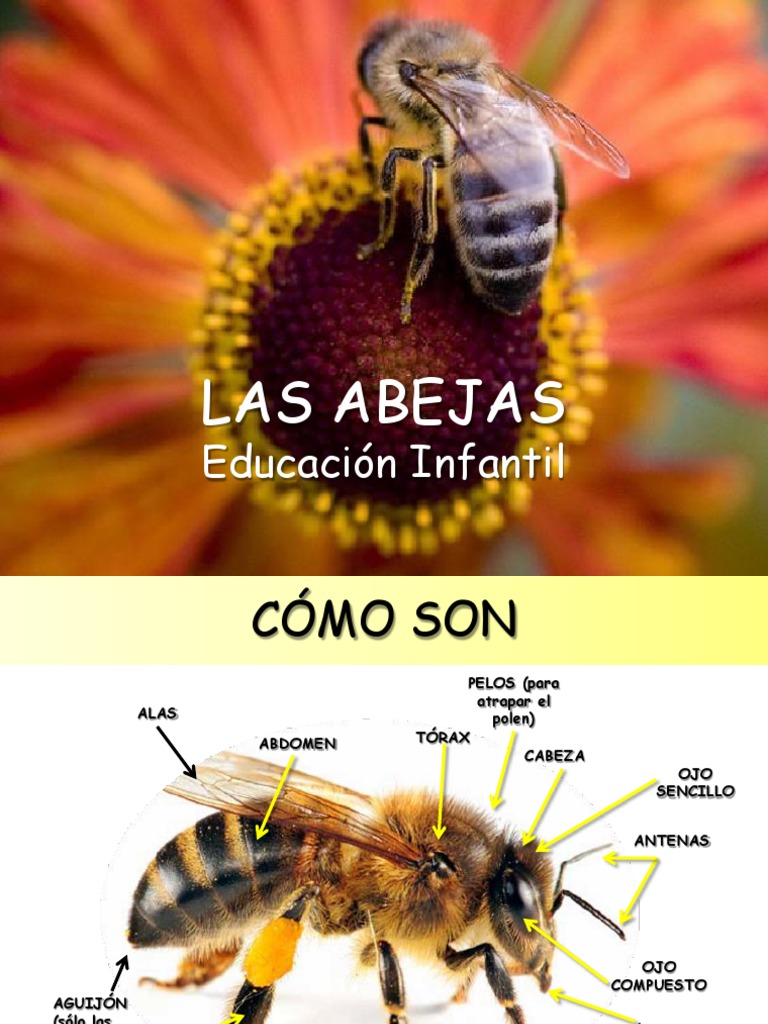 Las Abejas | PDF | Abejas | Colmena