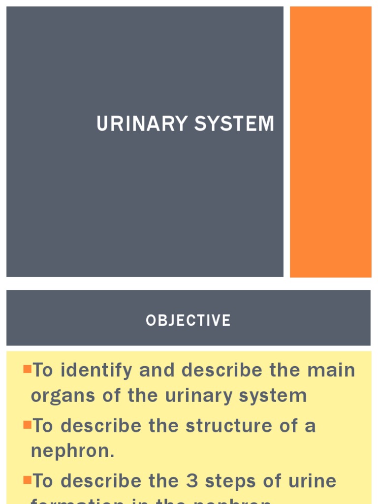 11.1 Nephron and Urine Formation | PDF | Urinary System | Organ (Anatomy)