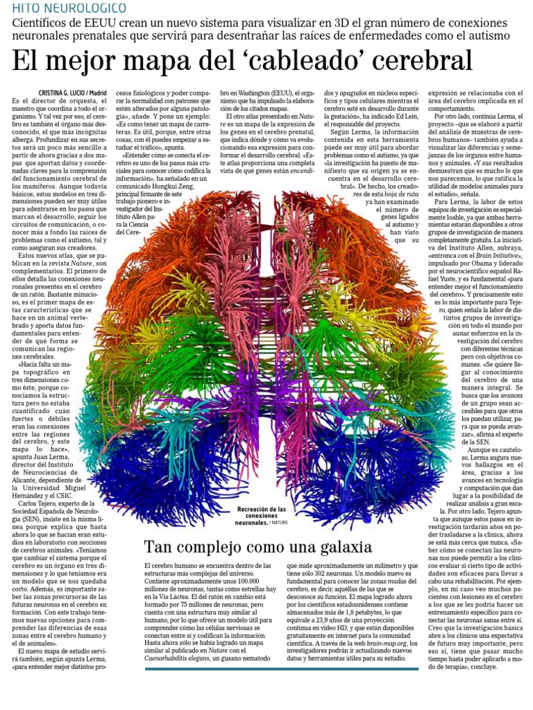 Mapa Cerebral | PDF | Cerebro | Neurona