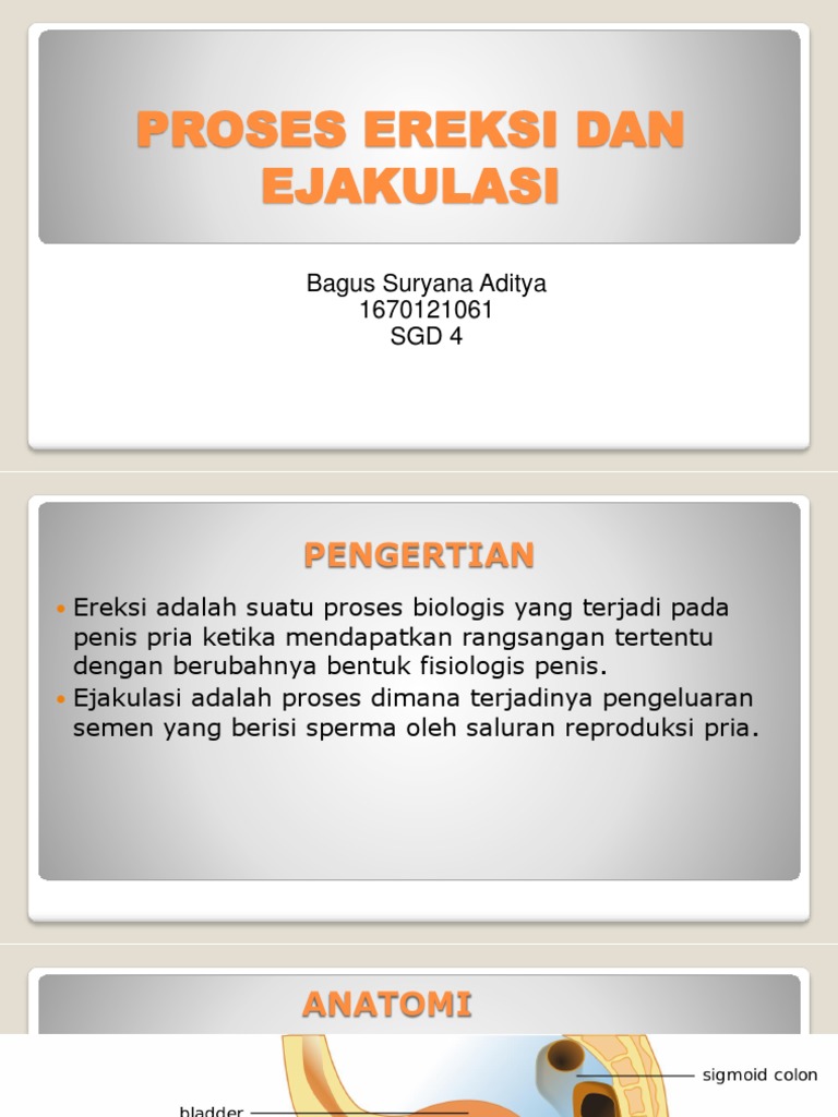 Proses Ereksi Dan Ejakulasi | PDF