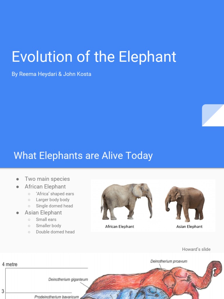 Evolution of Elephants Explained | PDF | Elephant | Proboscideans