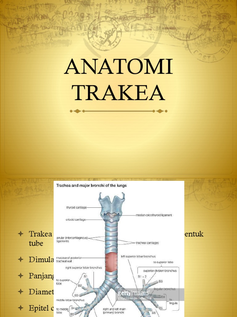 Trakea | PDF | Ilmu Sosial | Klasik