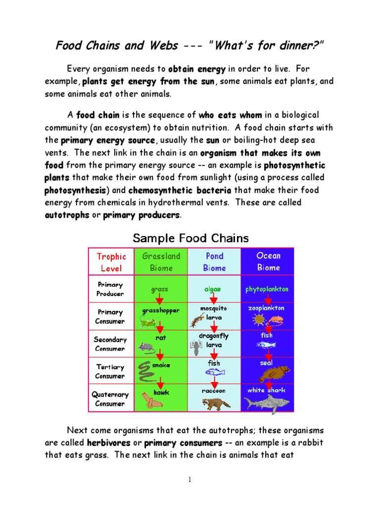 Plants Food Web Diagram Worksheet