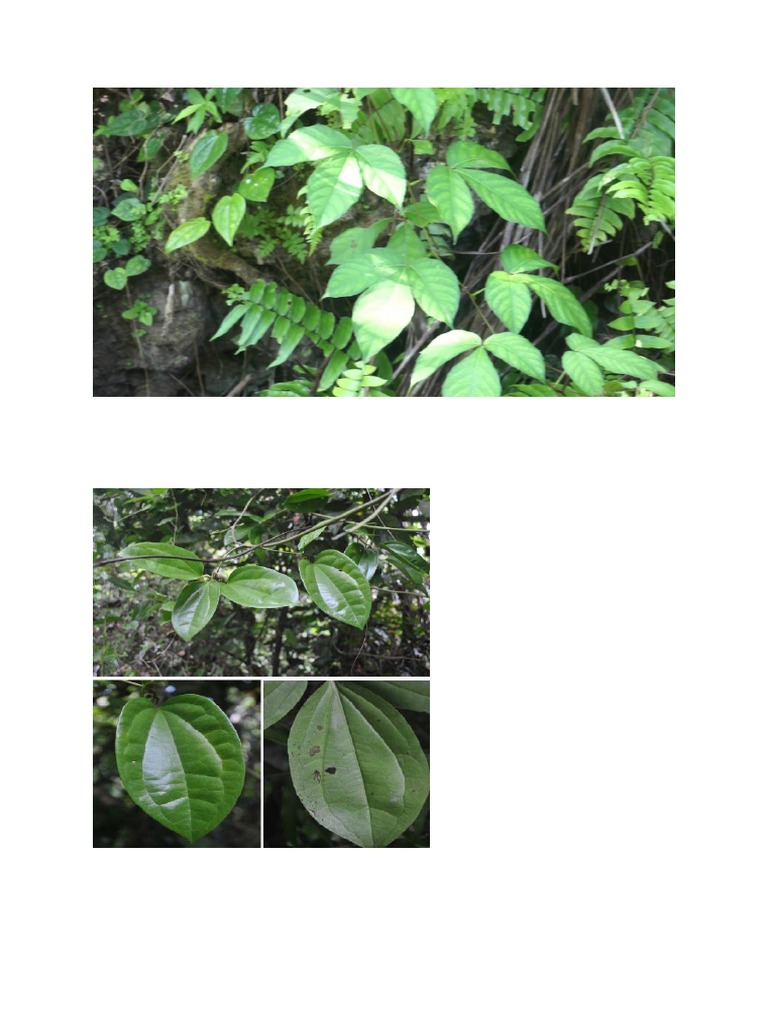 Daun Tiga Jari | PDF