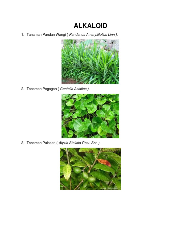 Farmakognosi Tugas ST - Fatimah | PDF | Plants | Medicinal Herbs And Fungi