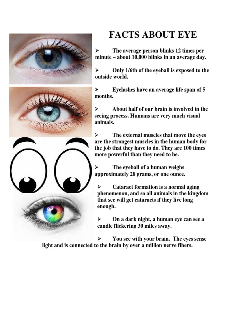 Facts About Eye | PDF