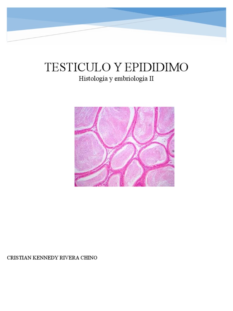 Histología del Testículo y Epidídimo | PDF | Epitelio | Testículo