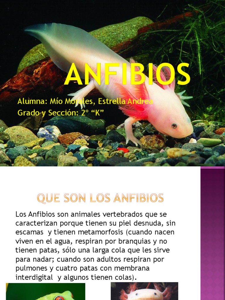 "Los Anfibios" (Power Point) | PDF