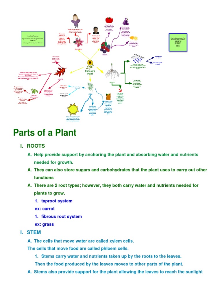 Concept Map | PDF | Fruit | Plant Stem