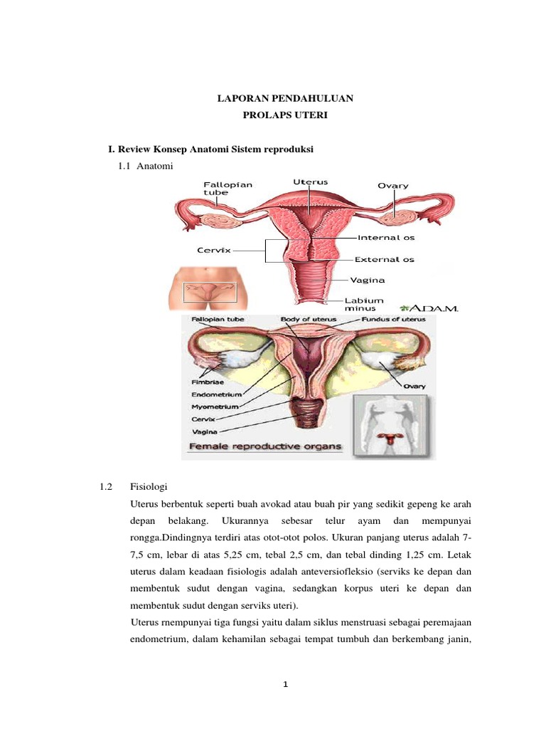 LP Prolaps Uteri