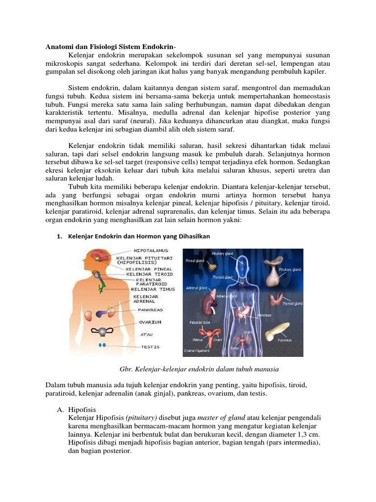 Anatomi Dan Fisiologi Sistem Endokrin 