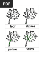 Tree Nomenclature Cards | PDF