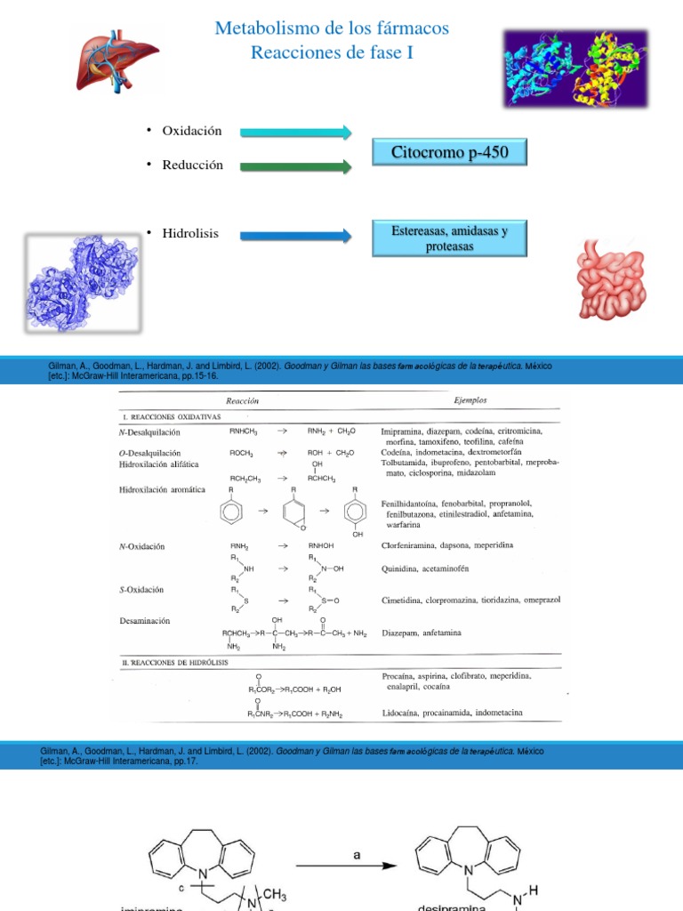 Metabolismo de Los Fármacos Reacciones de Fase I: Citocromo p-450 | PDF | Citocromo P450 ...