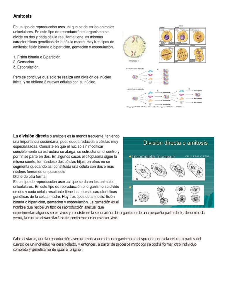 Amitosis: División Celular Asexual | PDF | Mitosis | Mitosis