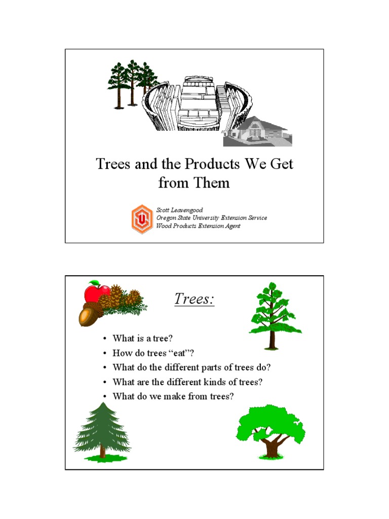 Trees and The Products We Get From Them | PDF | Trees | Bark