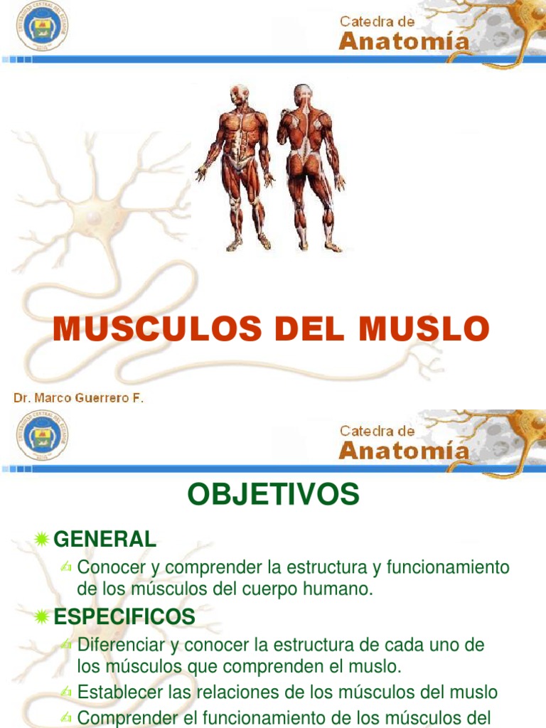 Anatomía de Músculos del Muslo | PDF | Articulaciones | Sistema ...