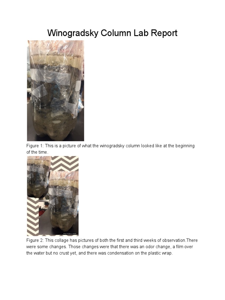 Winogradsky Column Lab Report Results | PDF