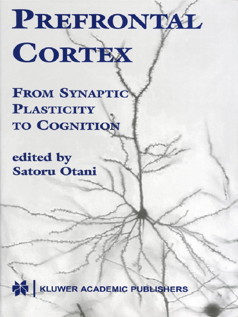 Prefrontal Cortex, From Synaptic Plasticity To Cognition | PDF ...