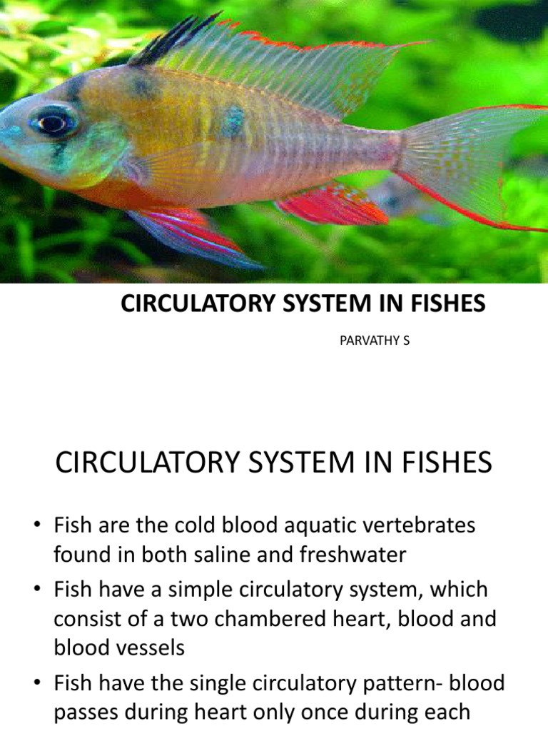 Circulatory System in Fishes: Parvathy S | PDF