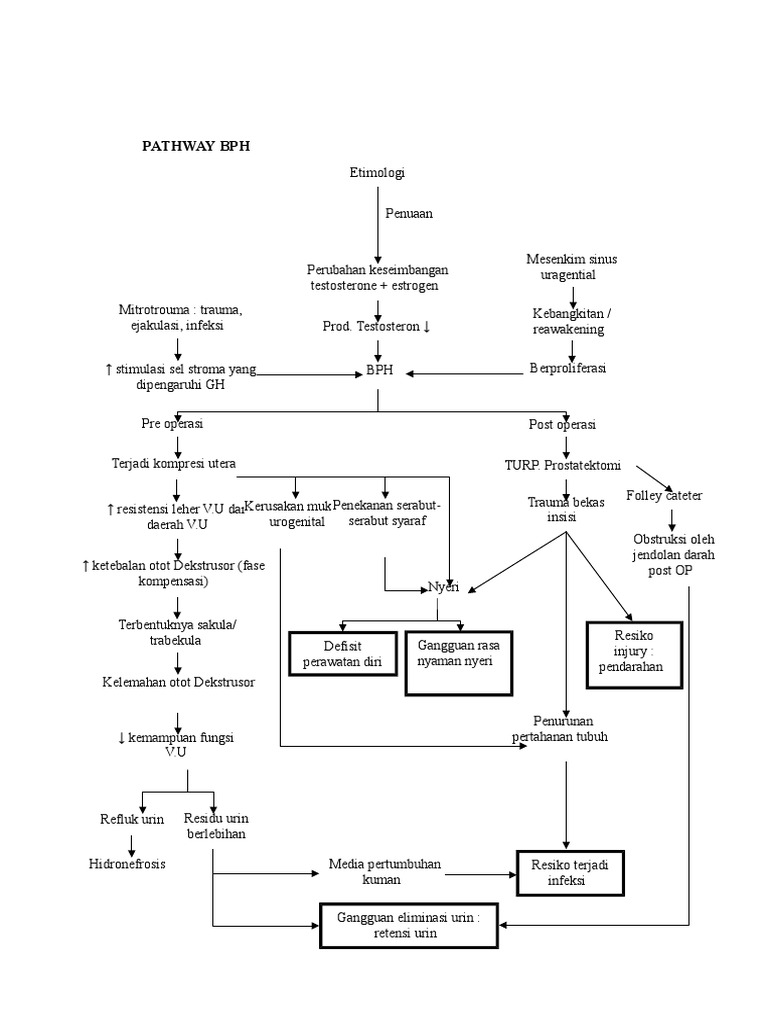 Pathway BPH | PDF