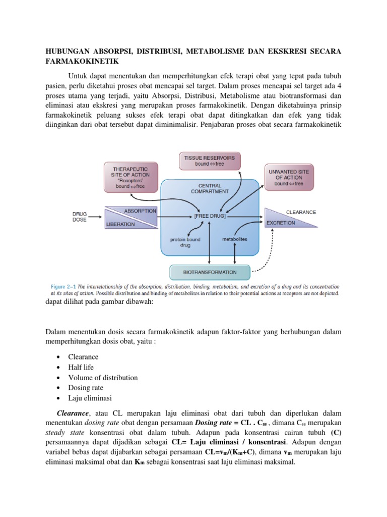 Hubungan ADME Secara Farmakokinetik | PDF