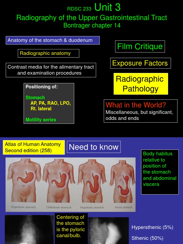 Ugi | Stomach | Gastrointestinal Tract