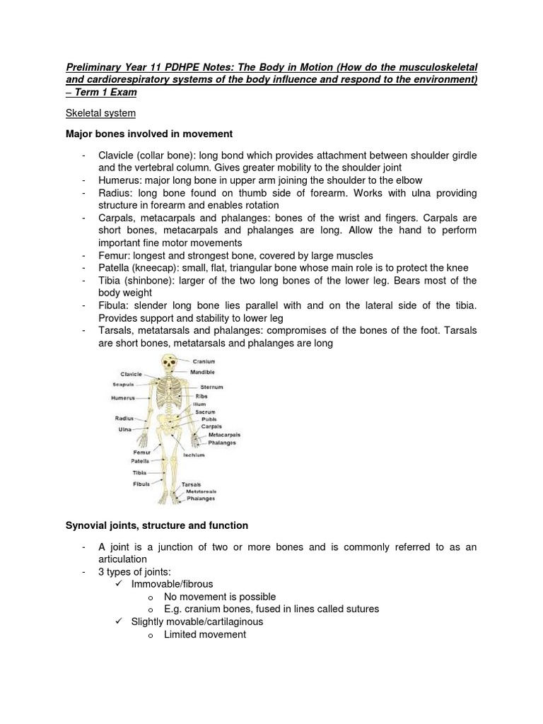 Year 11 Preliminary PDHPE Notes - The Body in Motion | PDF | Lung ...