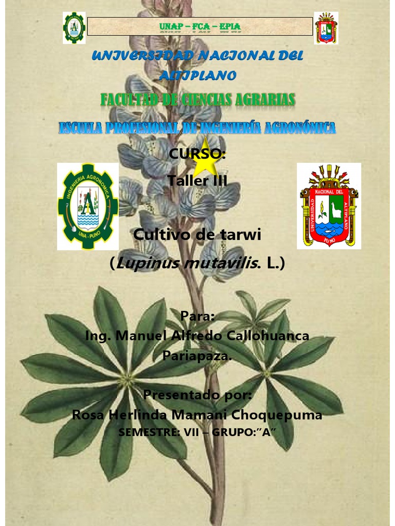 Cultivo y características del tarwi | PDF | Plantas | Horticultura y ...
