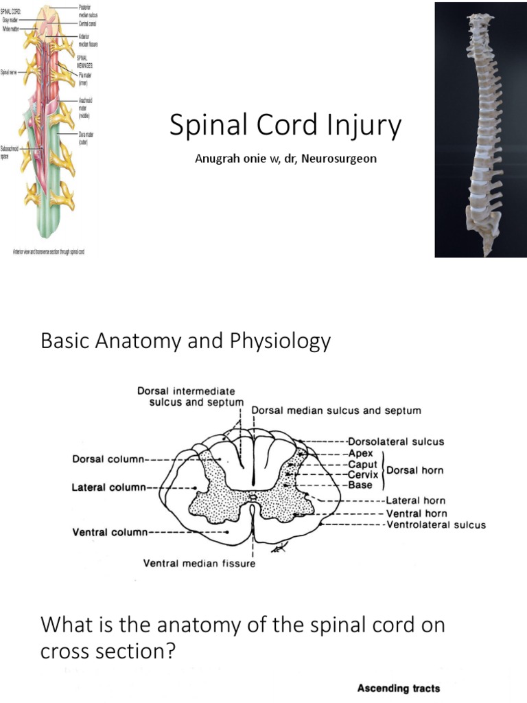 A Comprehensive Overview of Spinal Cord Injury: Pathophysiology ...