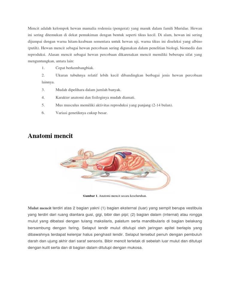 Anatomi Dan Metabolisme Mencit | PDF