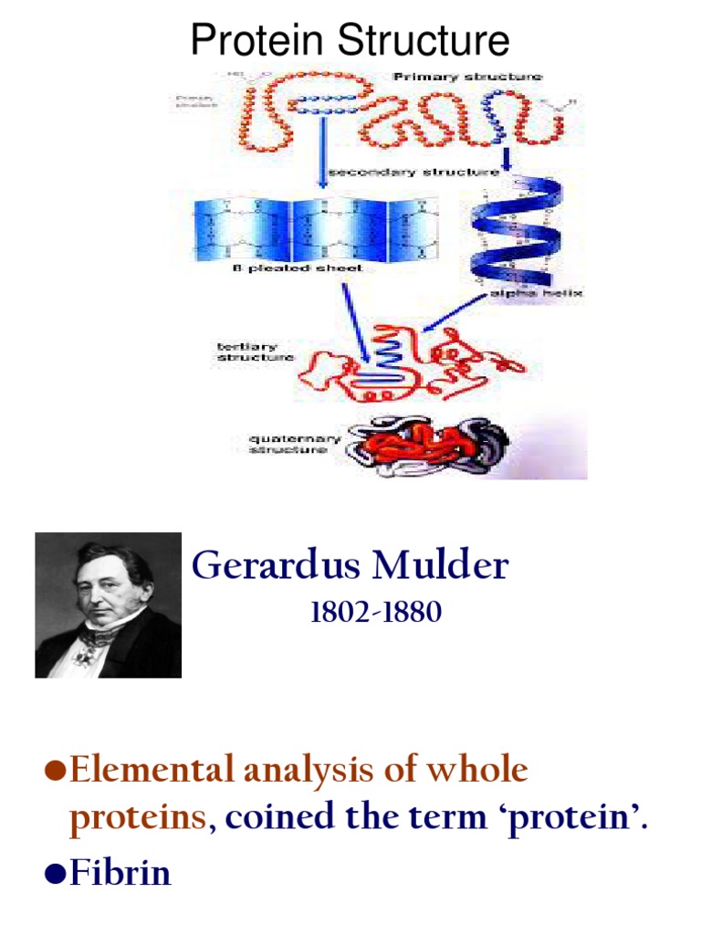 Protein Structure | PDF | Protein Folding | Proteins