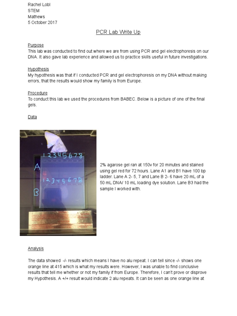 PCR Lab Write Up | PDF | Gel Electrophoresis | Genetics