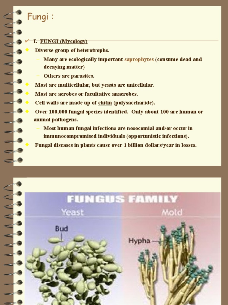 Fungal Diversity, Morphology, Nutrition, and Life Cycles: An In-Depth ...