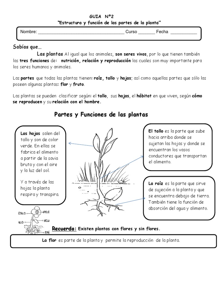 Guia de Las Plantas Estructura y Funcion de Las Partes de Las Plantas ...