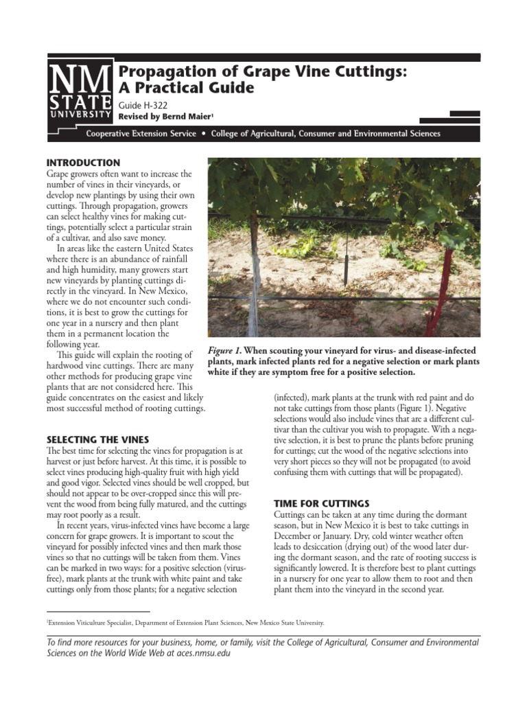 Propagating Grape Vines from Cuttings | PDF | Vineyard | Viticulture