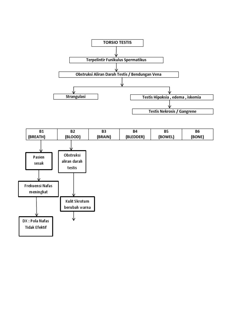 Torsio Testis: Terpelintir Funikulus Spermatikus | PDF