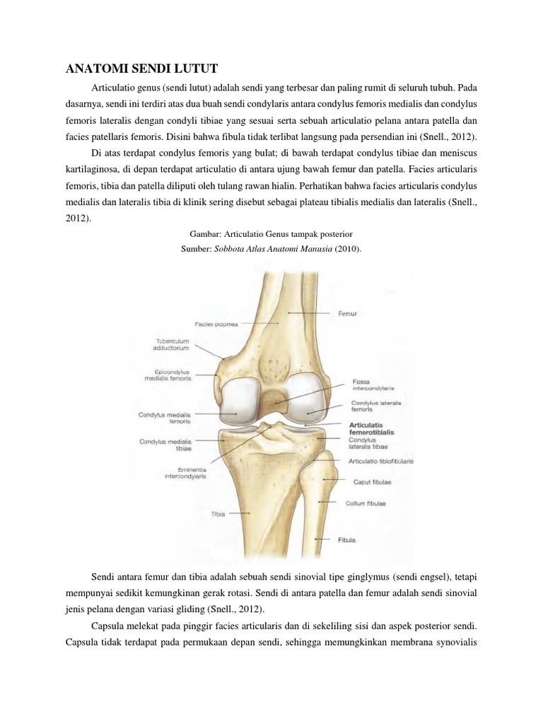 Anatomi Sendi Lutut | PDF