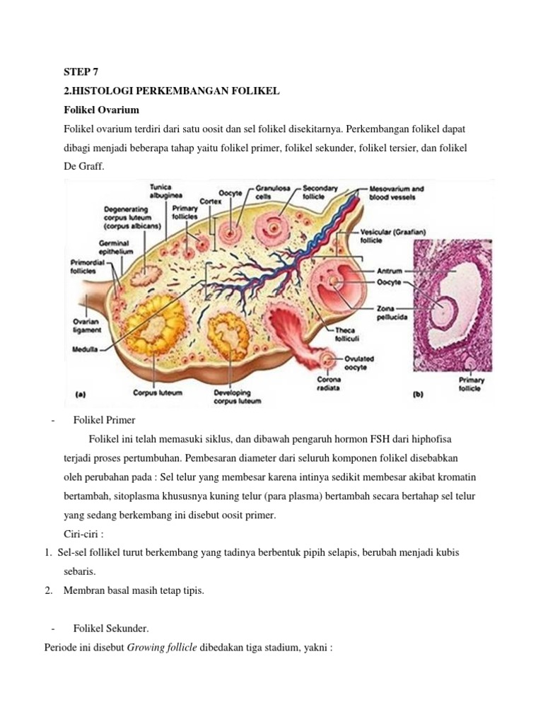 Histologi Perkembangan Folikel Ovarium | PDF