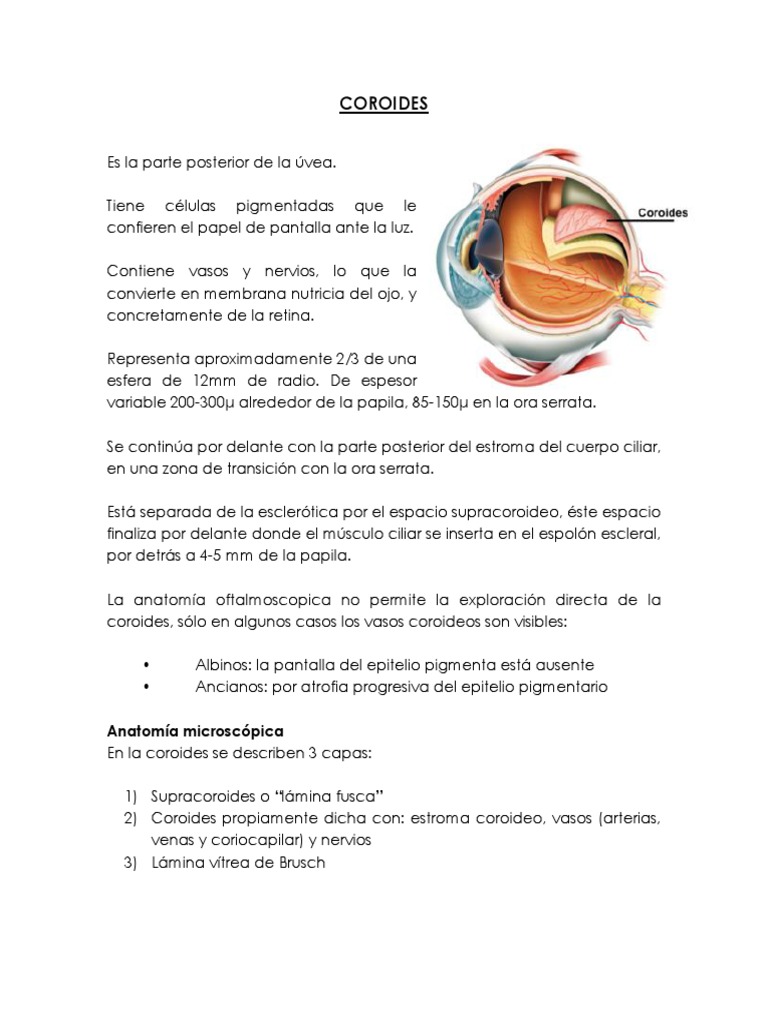 COROIDES Resumen | PDF | Artería | Epitelio