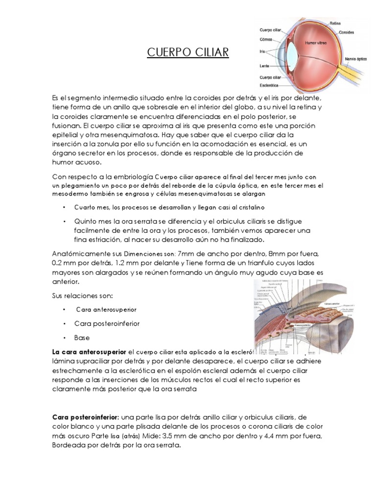 Cuerpo Ciliar Resumen | PDF | Ojo humano | Artería