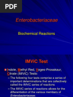Gram Positive Cocci Flow Chart | PDF | Streptococcus | Prokaryote