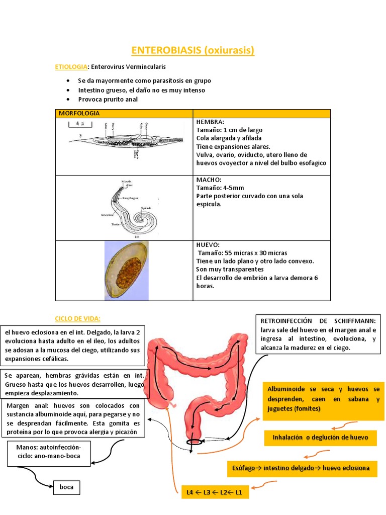 ENTEROBIASIS | PDF | Medicina CLINICA | Enfermedades y trastornos