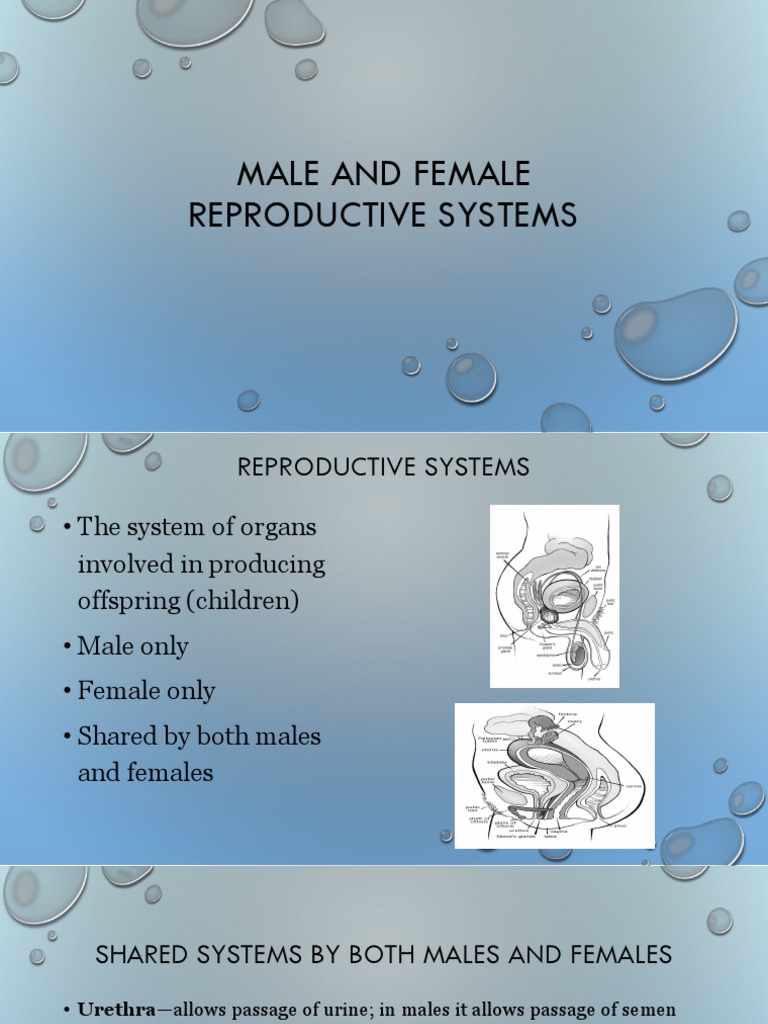 Reproductive Systems | PDF | Reproductive System | Female Mammals