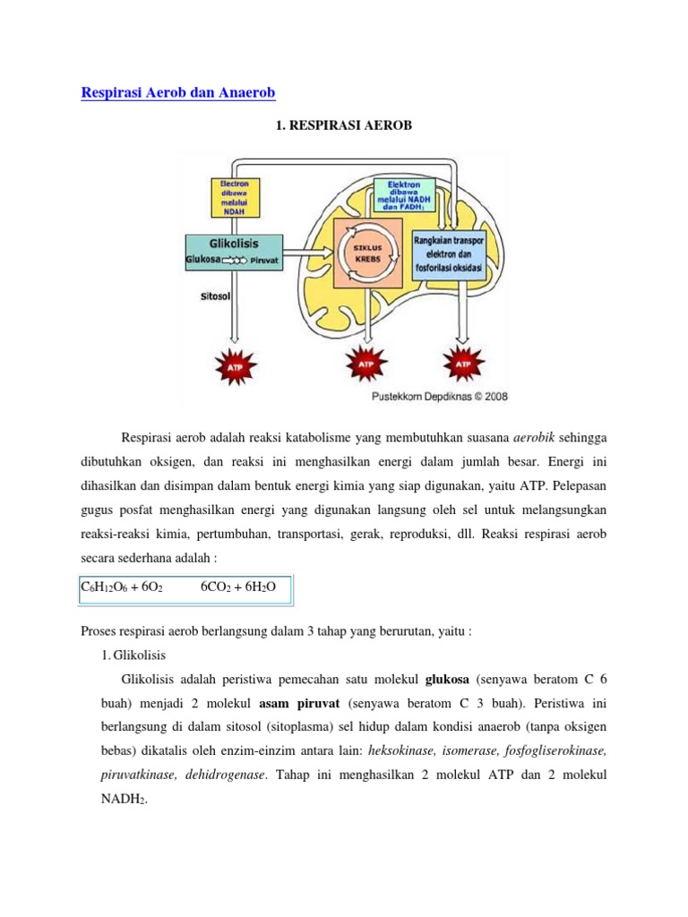 Respirasi Aerob Dan Anaerob | PDF