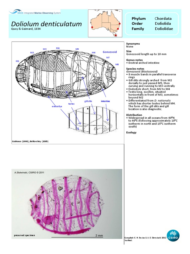 Doliolum Denticulatum Updated | PDF | Organisms | Nature