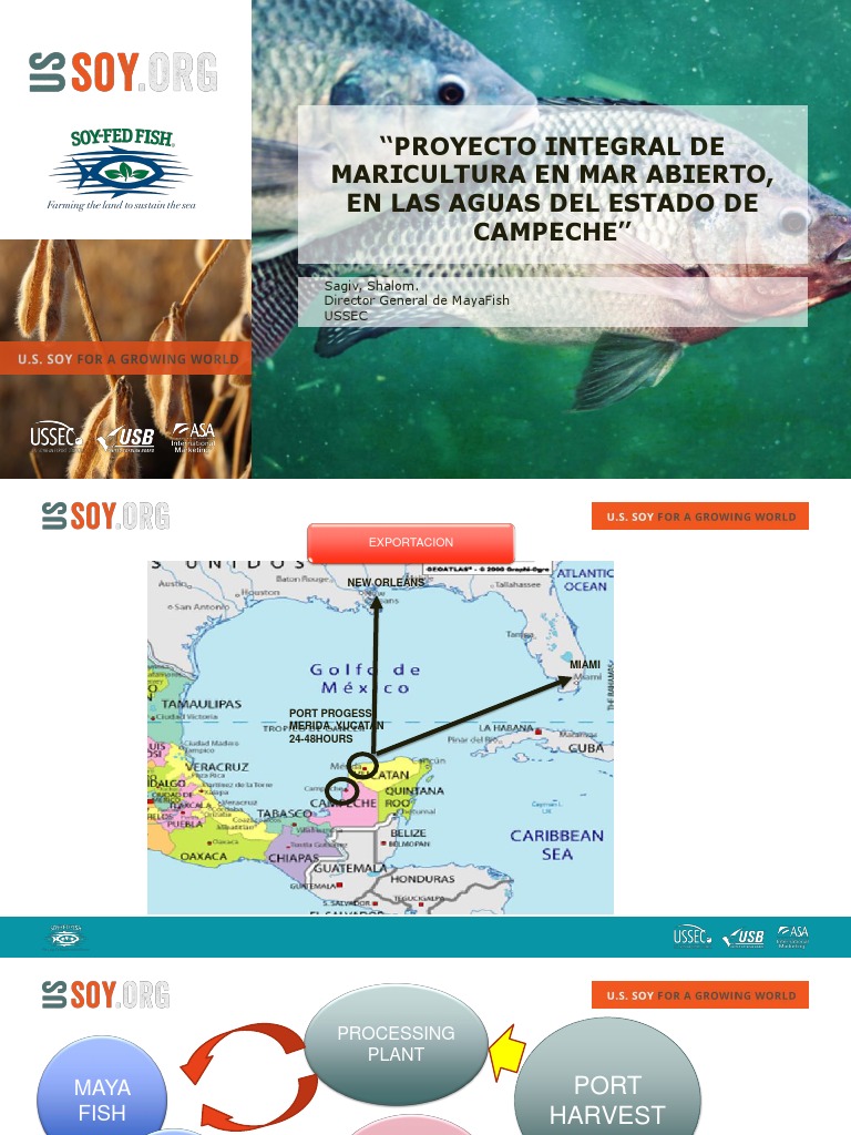 Aqua PowerPoint Template PANAMÁ2 | PDF | Fish | Fish And Humans